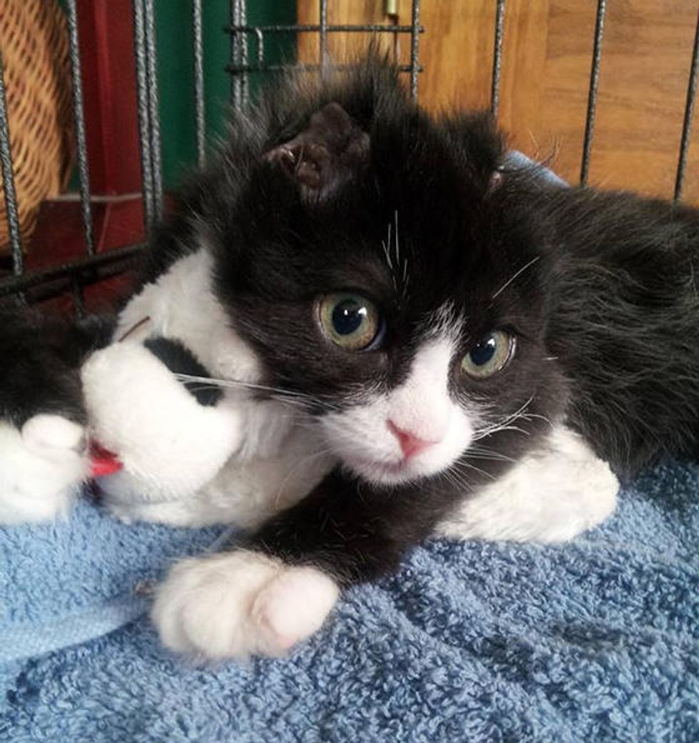 Burned Kitten Justin Fights His Way Back To Health - Love Meow