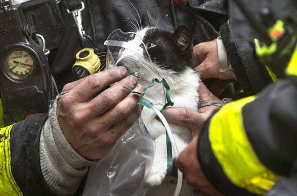 Firefighters Save Cat From House Fire: Emotional Reunion - Love Meow