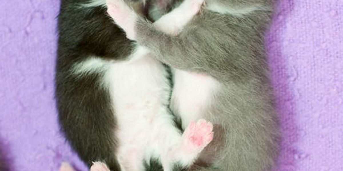 The Firefly Crew - Love Meow