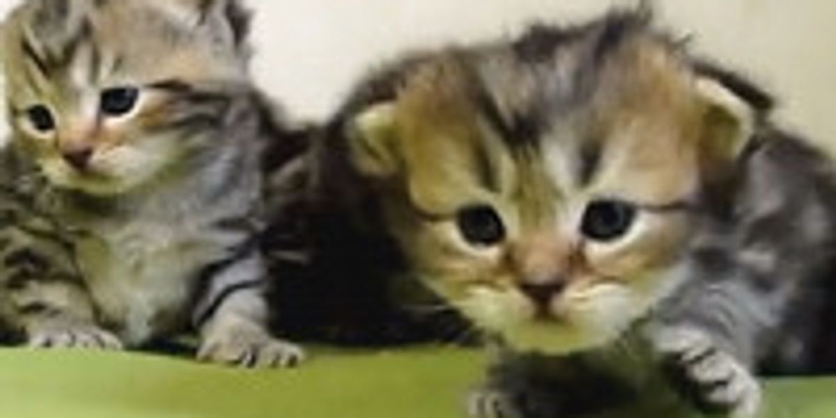 3 Week Old Kittens Learn To Walk - Love Meow