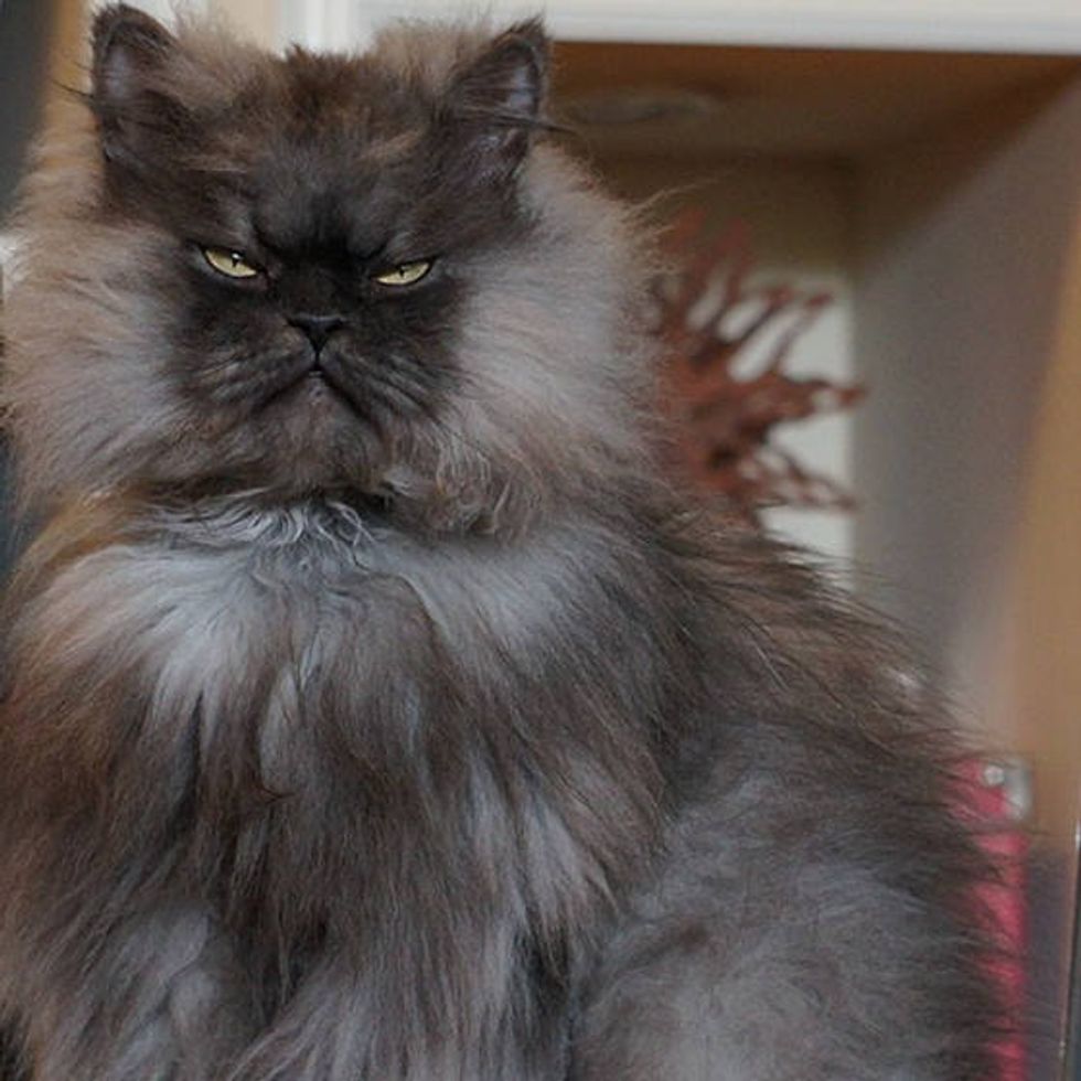 Colonel Meow - Longest Fur On A Cat! Guinness World Records - Love Meow