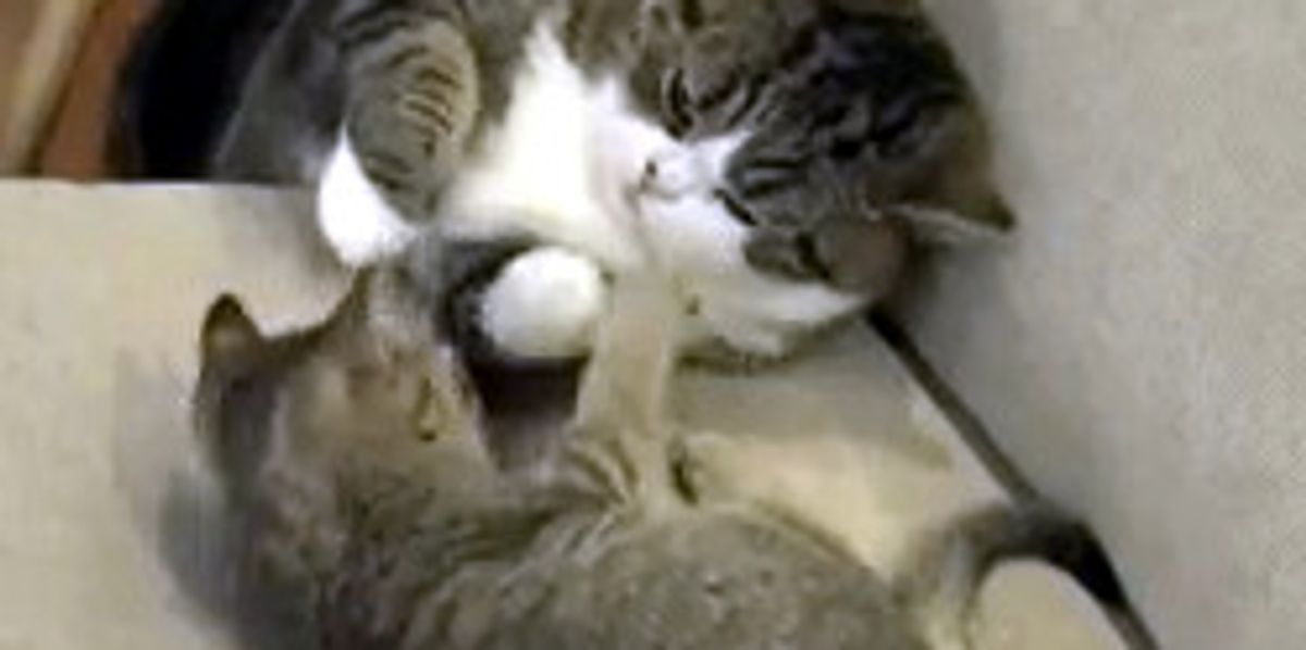 Maru Plays With Hana - Love Meow