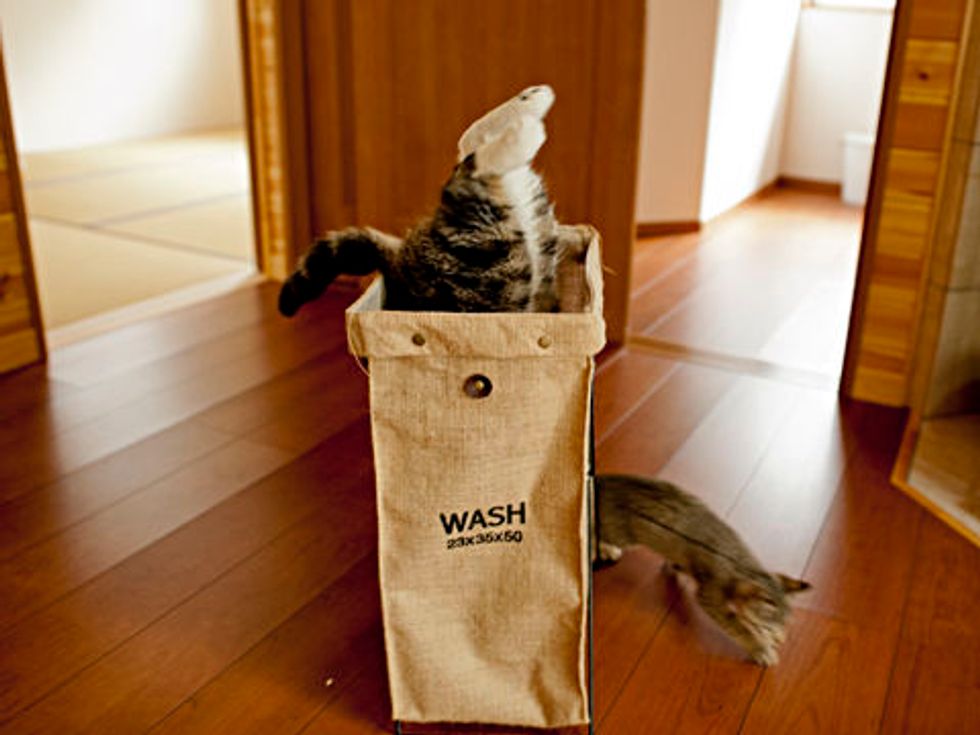 Maru Plays With Hana - Love Meow