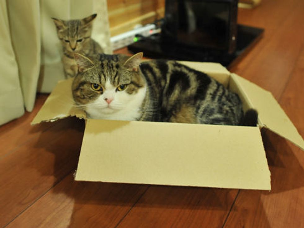 Maru Plays With Hana - Love Meow