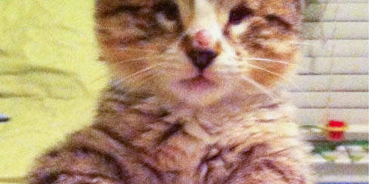 Braille The Cat Born Without Eyes - Love Meow