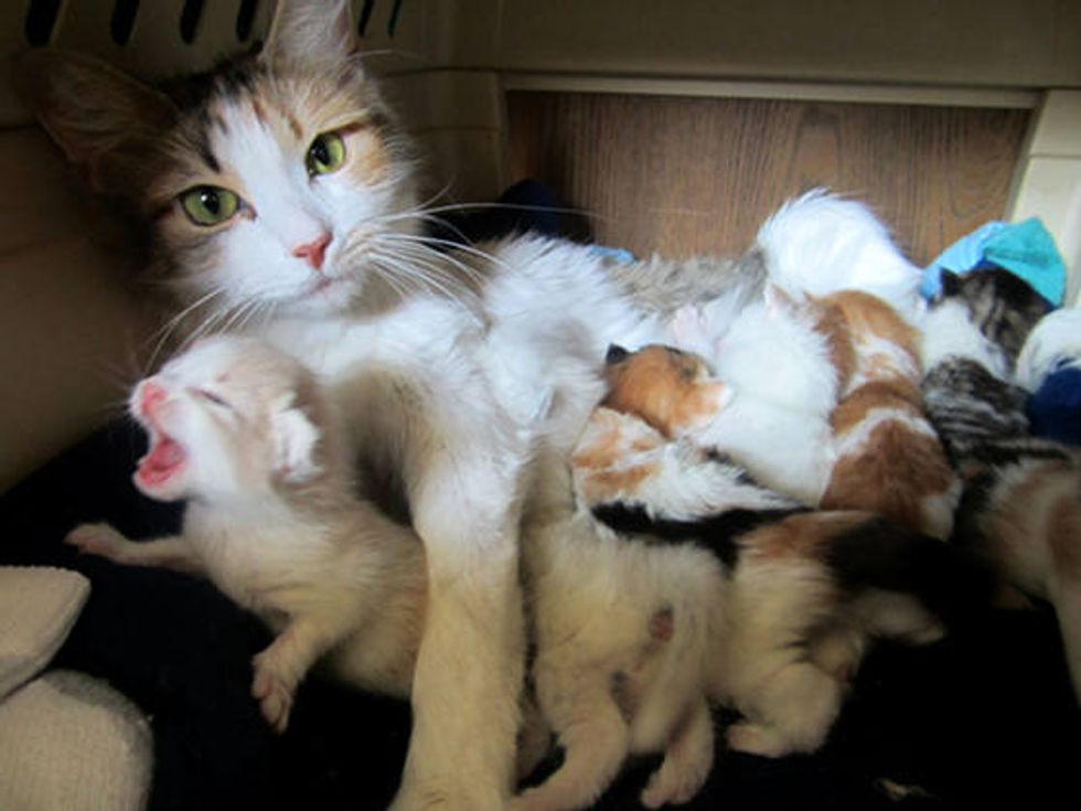 Stray Cat Mama Brings Surprise - Love Meow Stray Cat Mama Brings Surprise - Love Meow