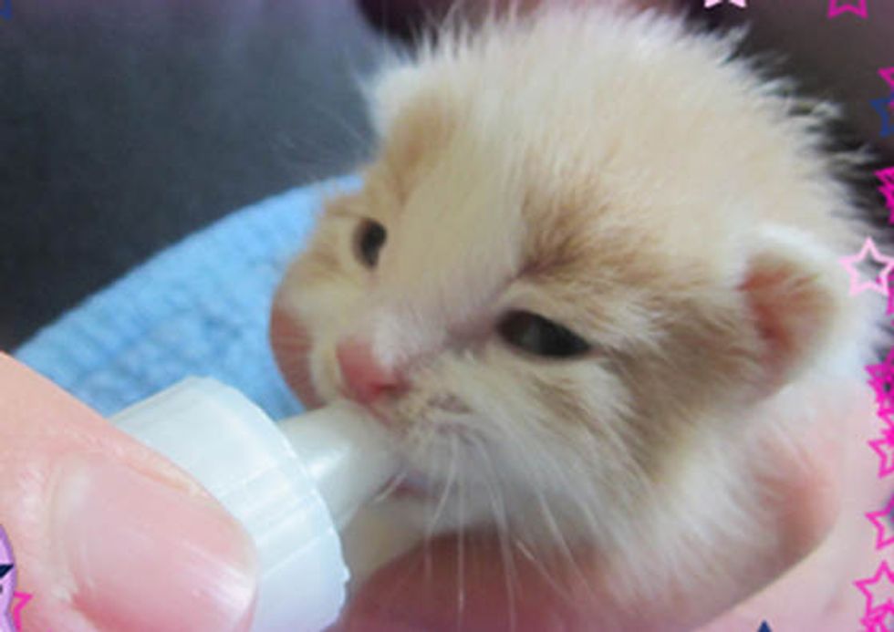 Stray Cat Mama Brings Surprise - Love Meow Stray Cat Mama Brings Surprise - Love Meow