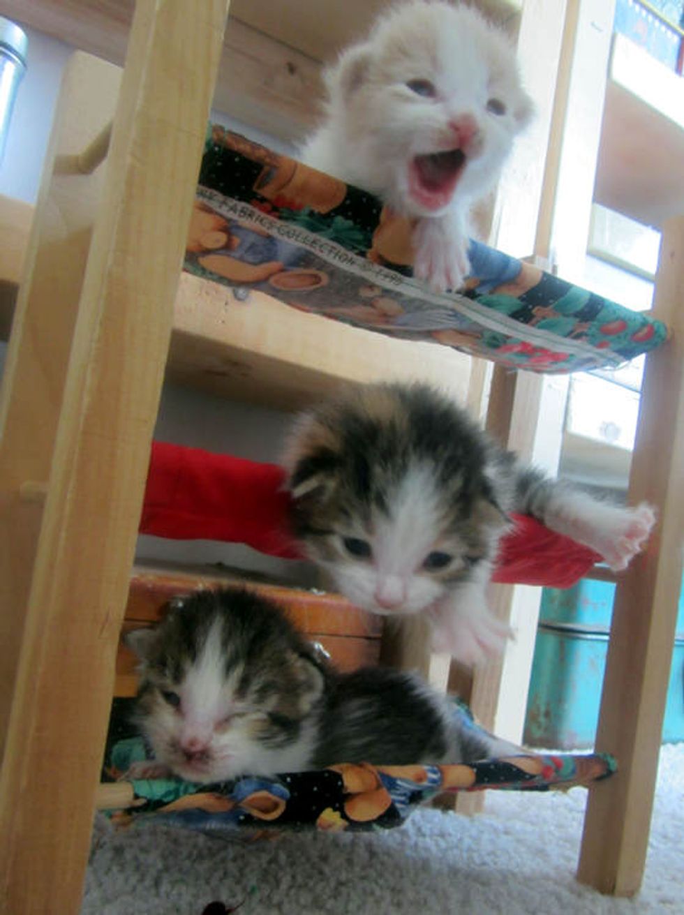 Stray Cat Mama Brings Surprise - Love Meow Stray Cat Mama Brings Surprise - Love Meow