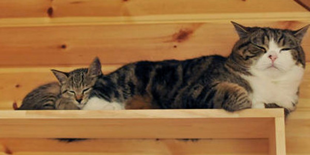 Just A Cuddle Please - Love Meow