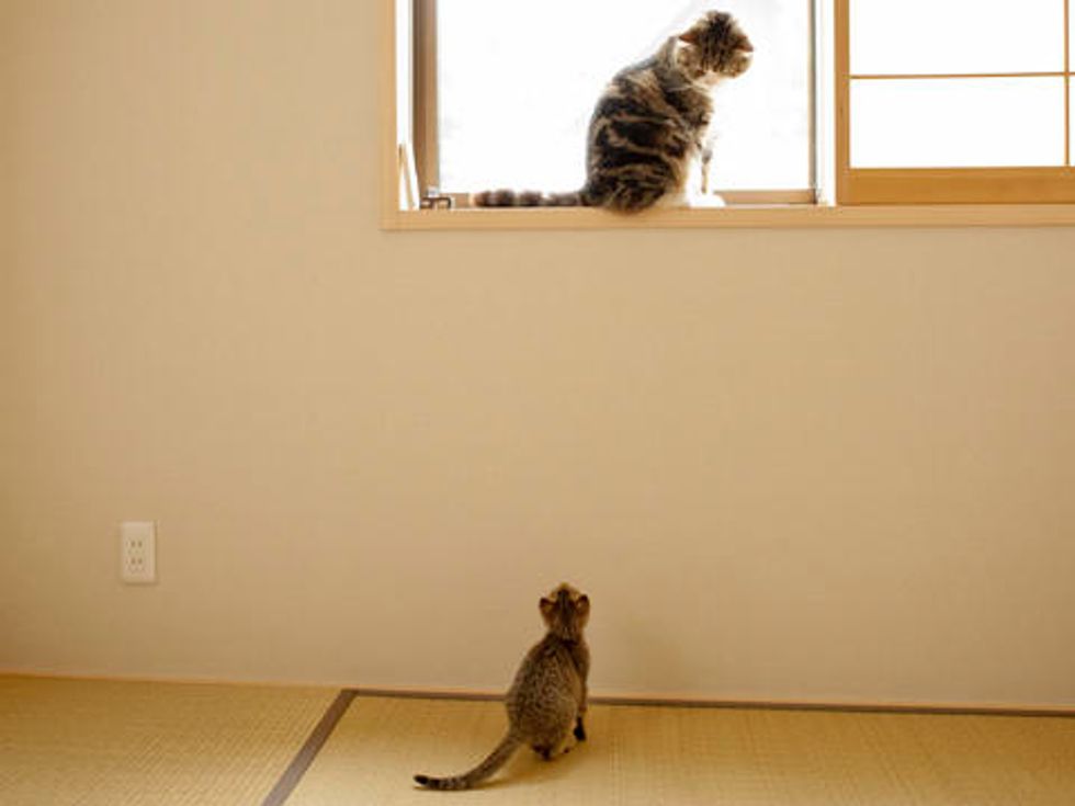 Just A Cuddle Please - Love Meow