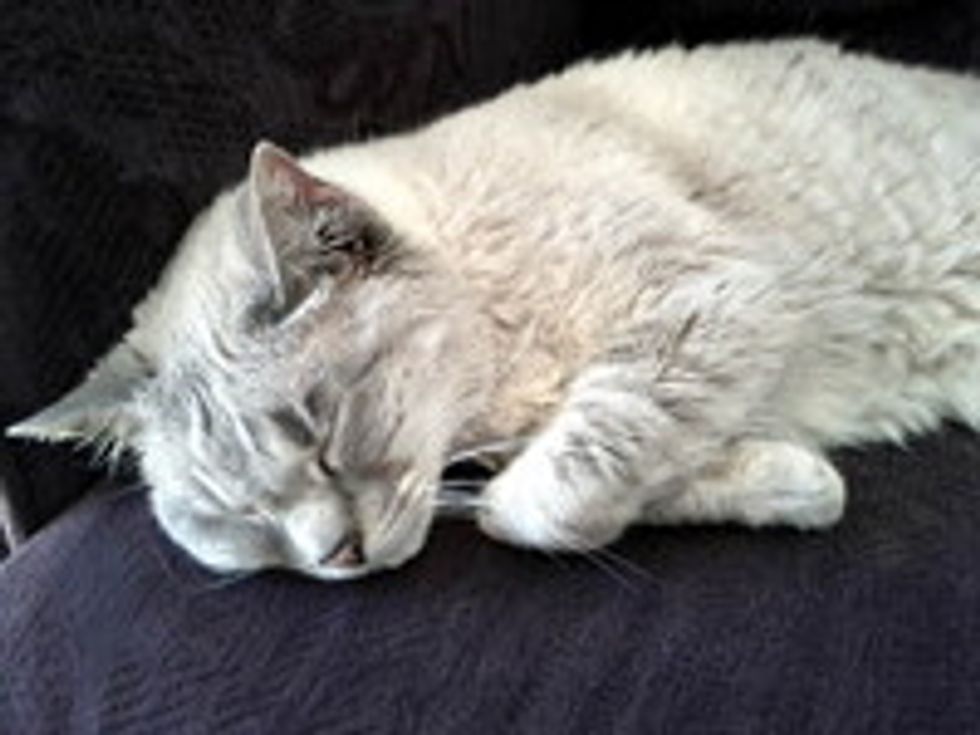 Carmen The Earless Cat - Love Meow