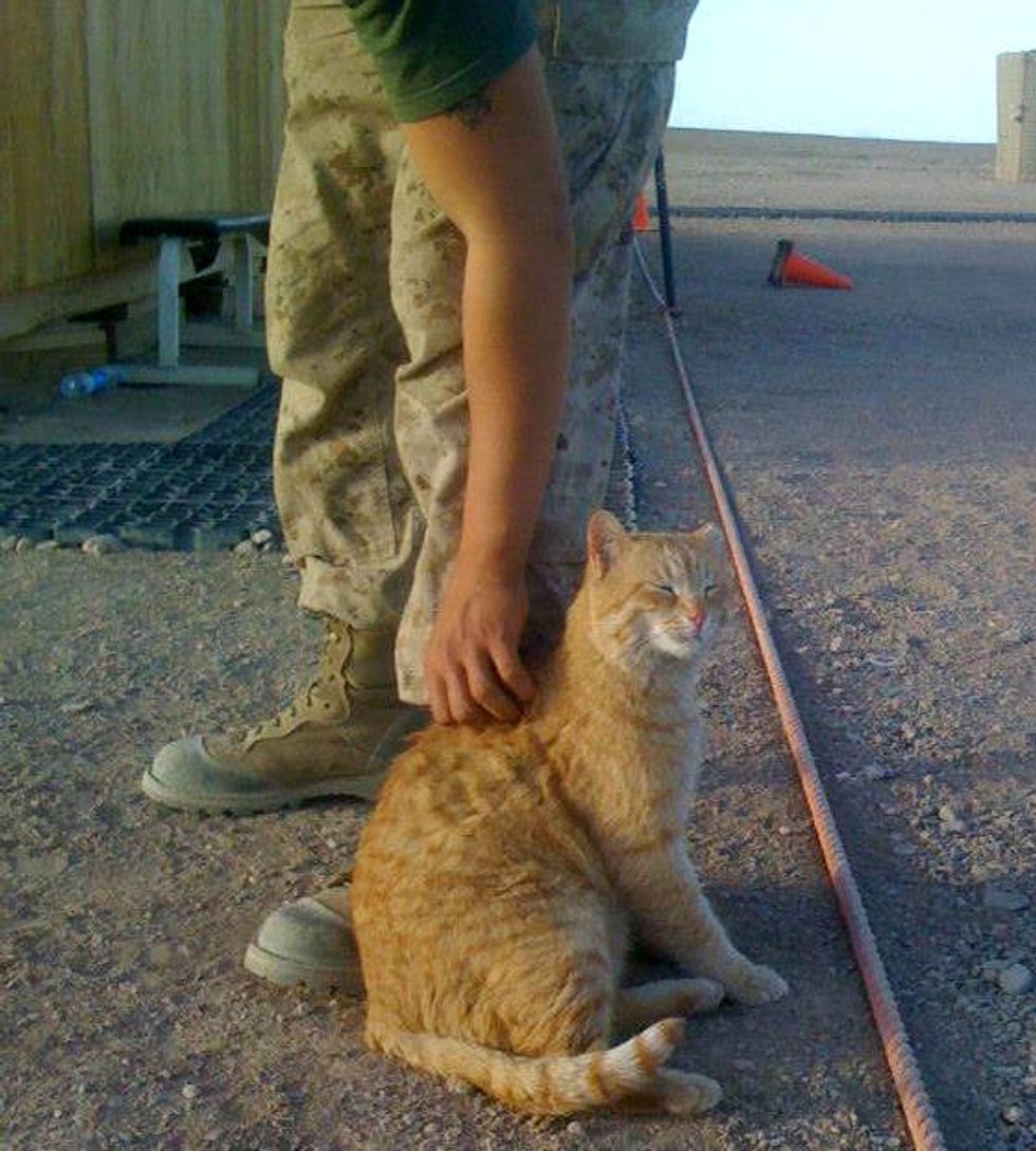 Cat Strays Into The Hearts Of Soldiers In Afghanistan - Love Meow