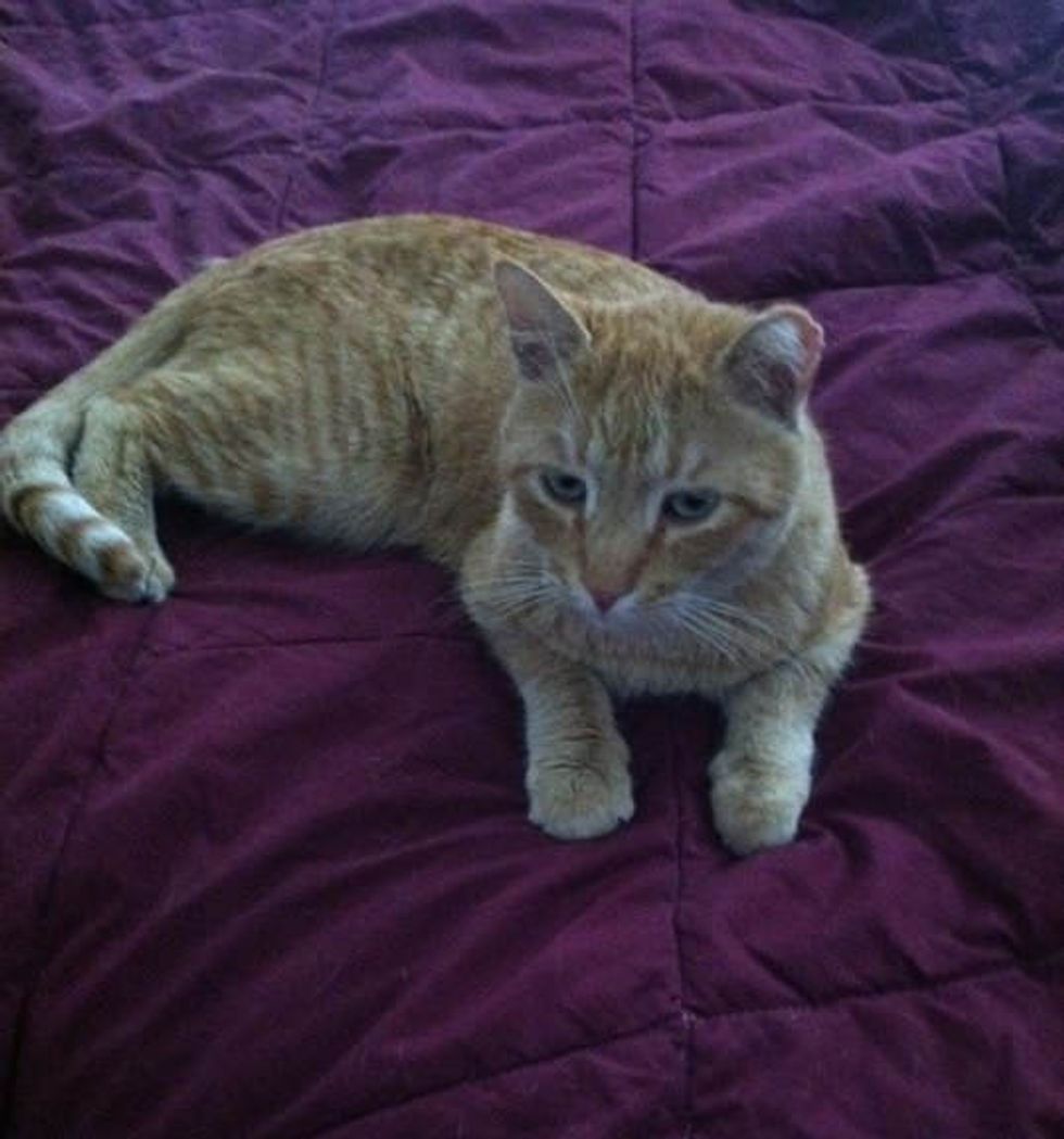 Cat Strays Into The Hearts Of Soldiers In Afghanistan - Love Meow