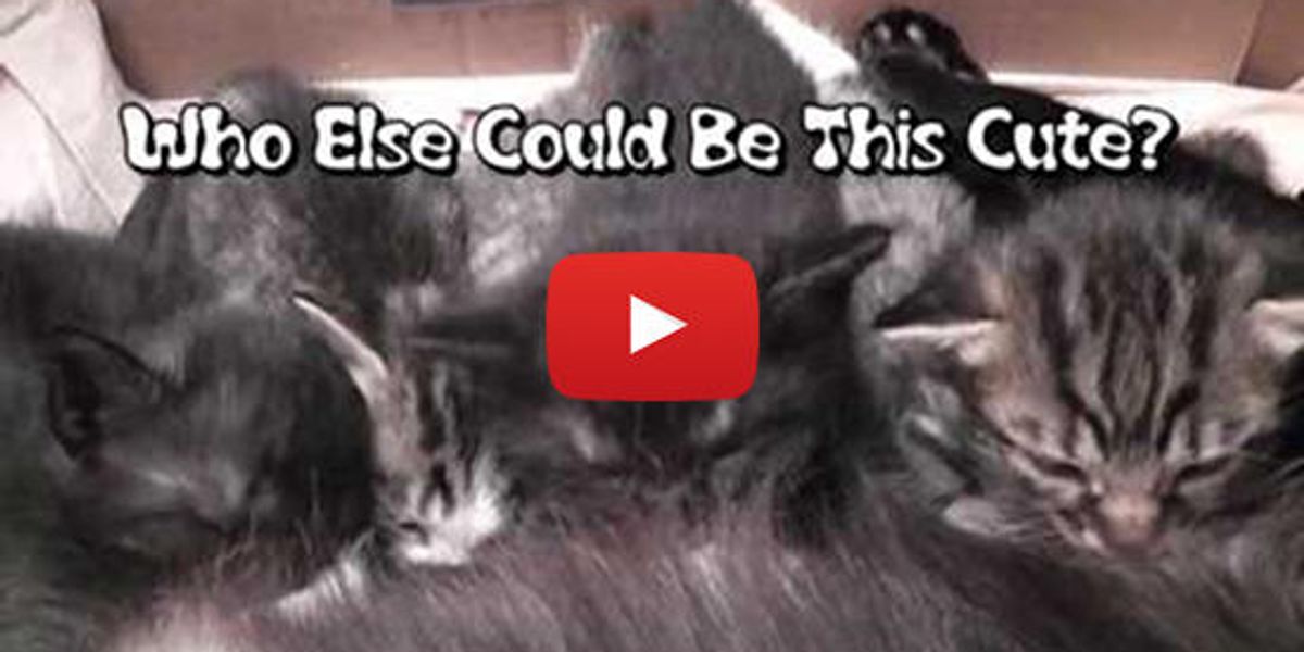 Cute Kitten Synchronized Ear Wiggles - Love Meow