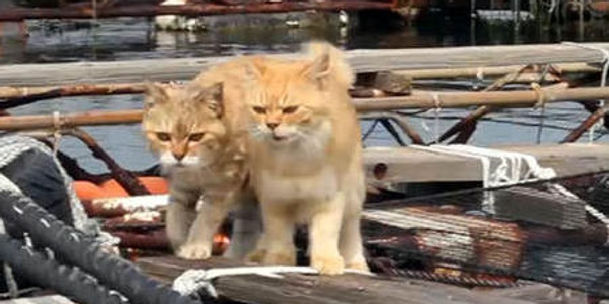 Two Cats Live On Fish Farm Loved And Revered By Fishermen - Love Meow