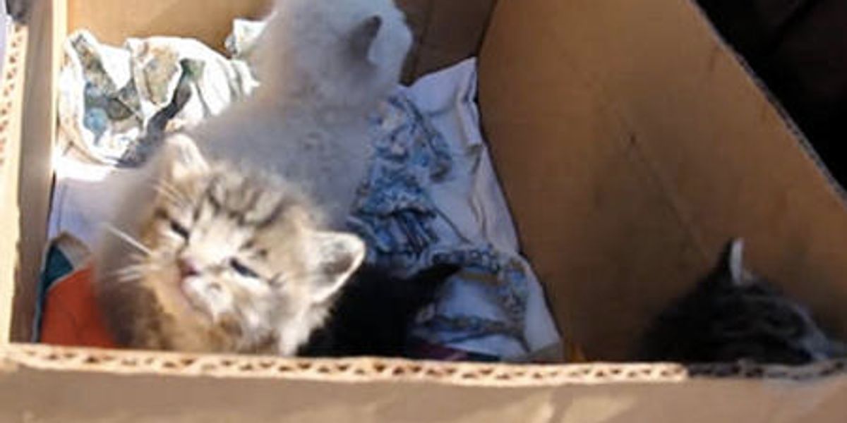 Kittens Trapped Behind a Wall Are Saved & Reunited With Mother Cat ...