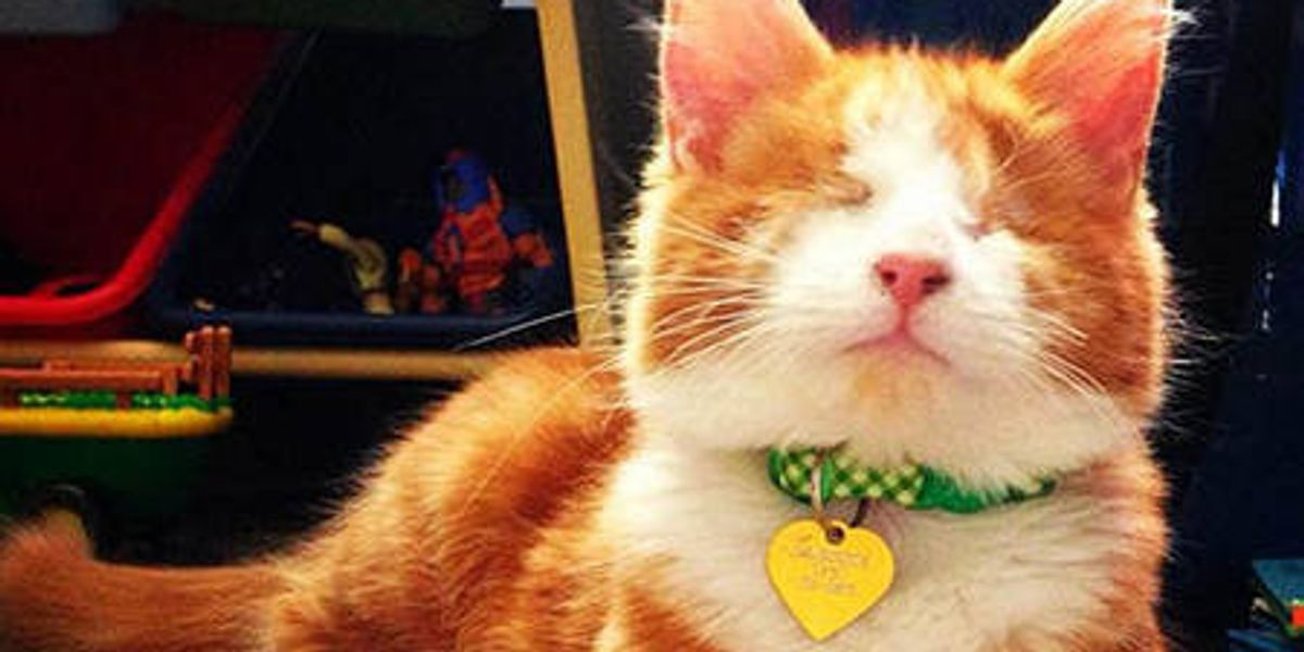 Murdock The Blind Cat - Love Meow