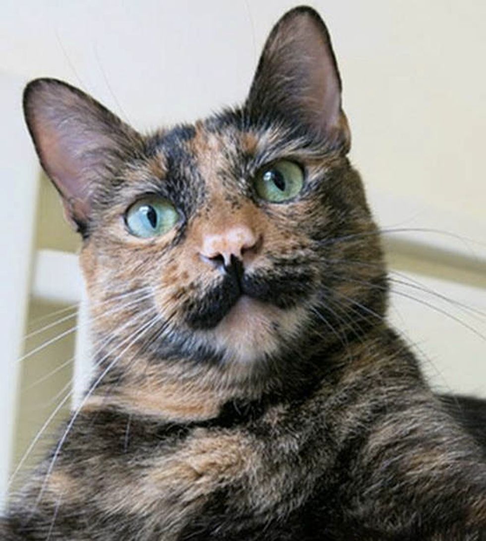 Tortie Cat With Mustache - Love Meow