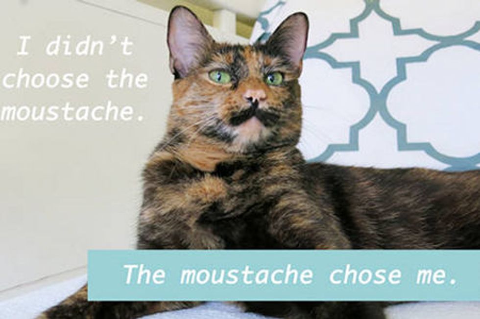 Moustache Cat Memes