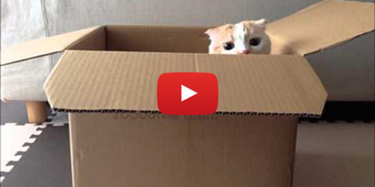 Peekaboo Kitty In A Box Love Meow