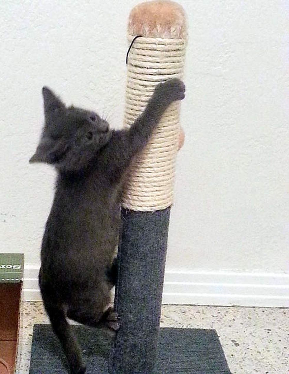 Young Man Saves Cat Who Changes His Life Forever - Love Meow