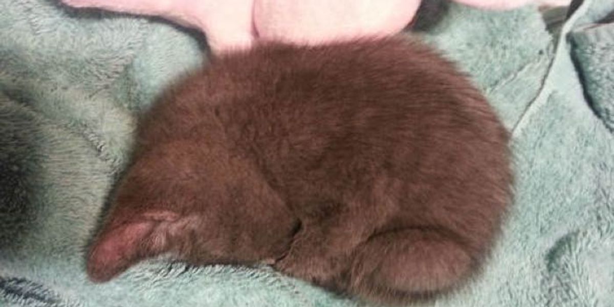 Young Man Saves Cat Who Changes His Life Forever - Love Meow