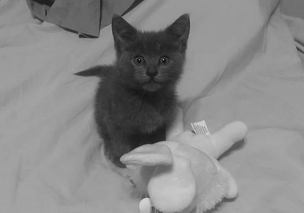 Young Man Saves Cat Who Changes His Life Forever - Love Meow