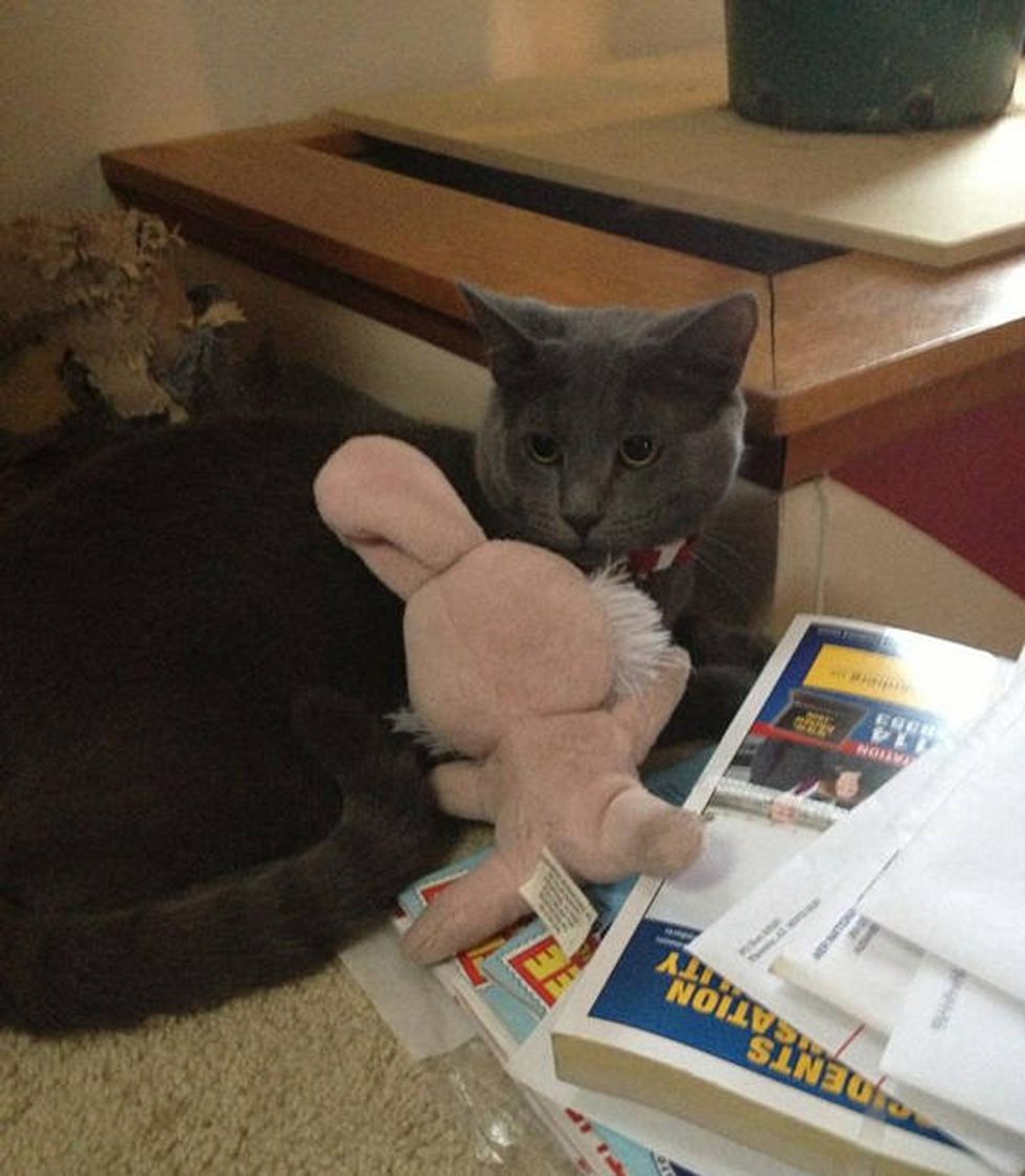 Young Man Saves Cat Who Changes His Life Forever - Love Meow