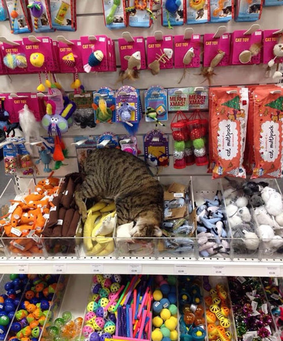Stray Cat Wanders Into Pet Supply Store - Love Meow