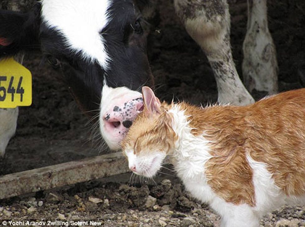 Stray Cat Visits Farm Cow Every Day For Love And Affection - Love Meow