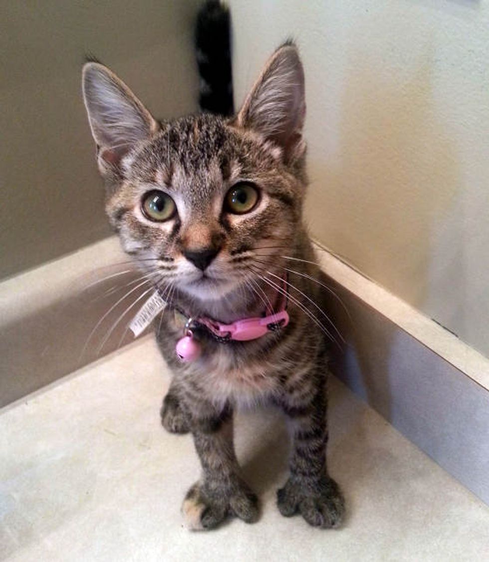 Thumbelina The Cat With Opposable Thumbs - Love Meow