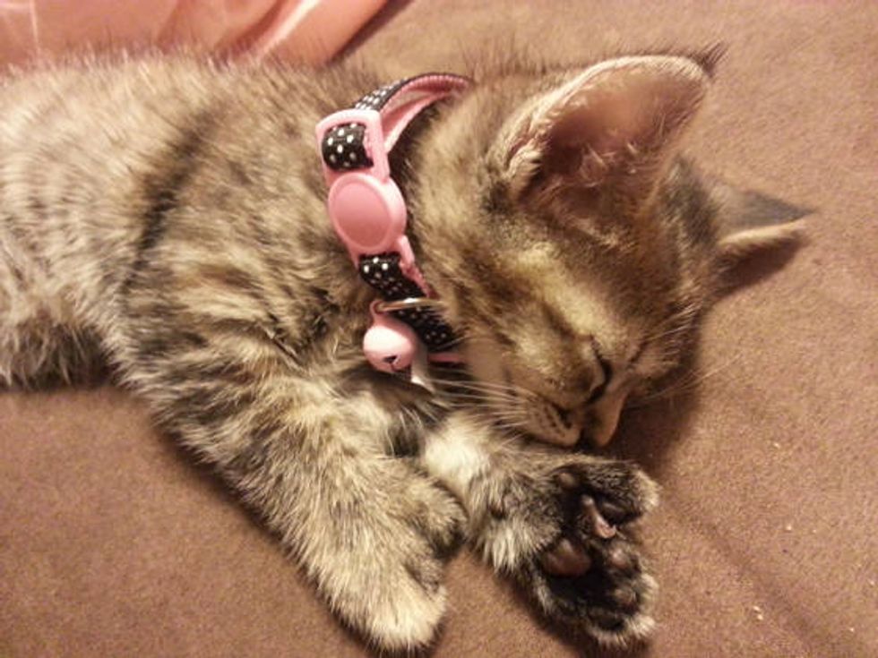 Thumbelina The Cat With Opposable Thumbs - Love Meow
