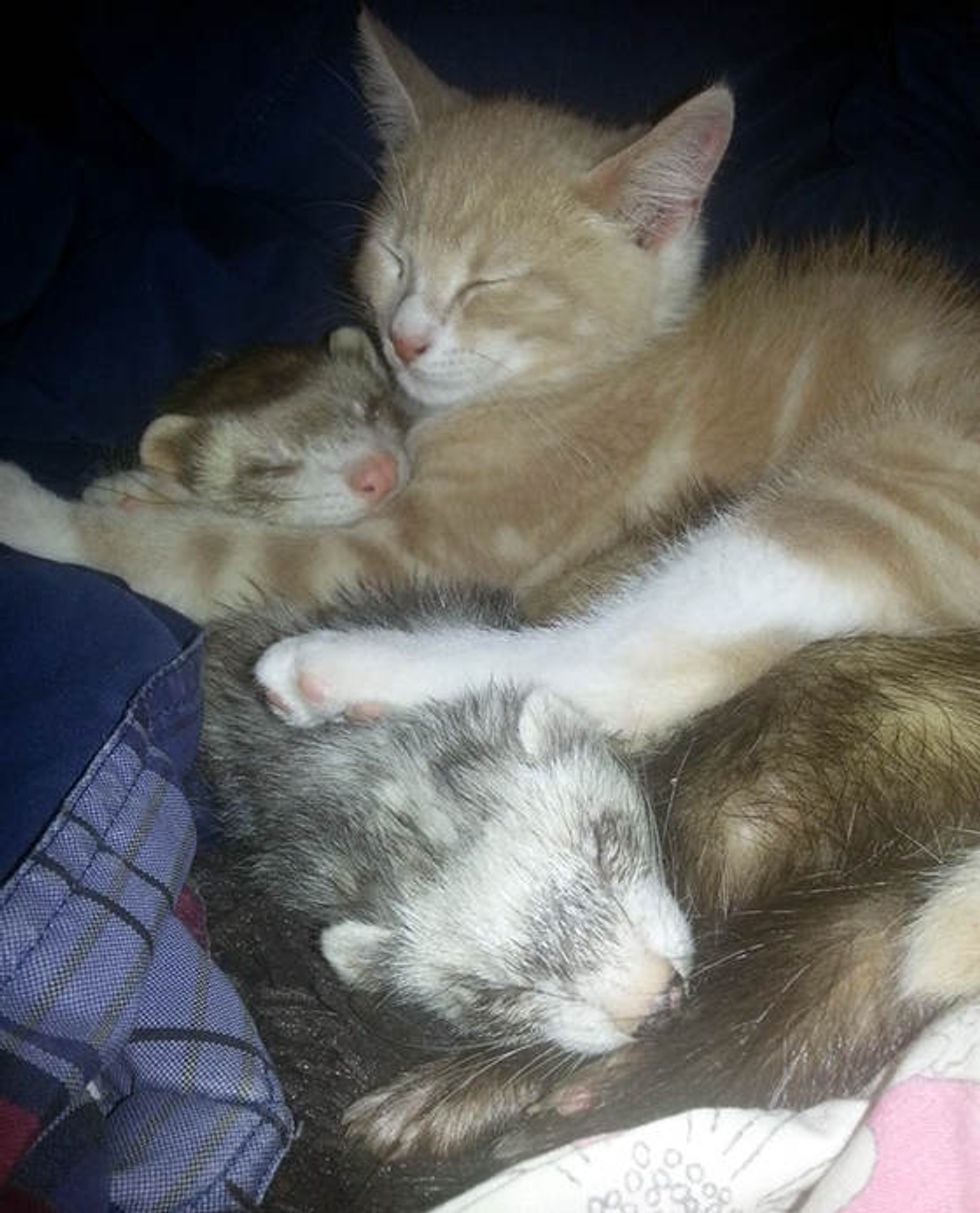 Kitty Grew Up With Ferrets - Love Meow