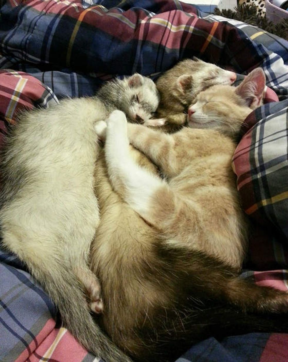 Kitty Grew Up With Ferrets - Love Meow