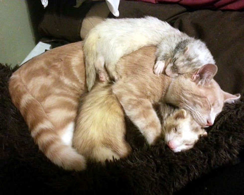 Kitty Grew Up With Ferrets - Love Meow