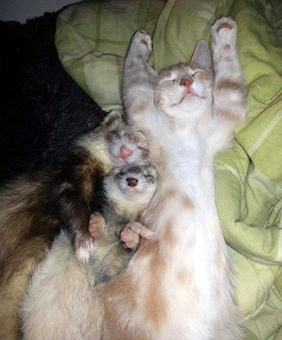 Kitty Grew Up With Ferrets - Love Meow