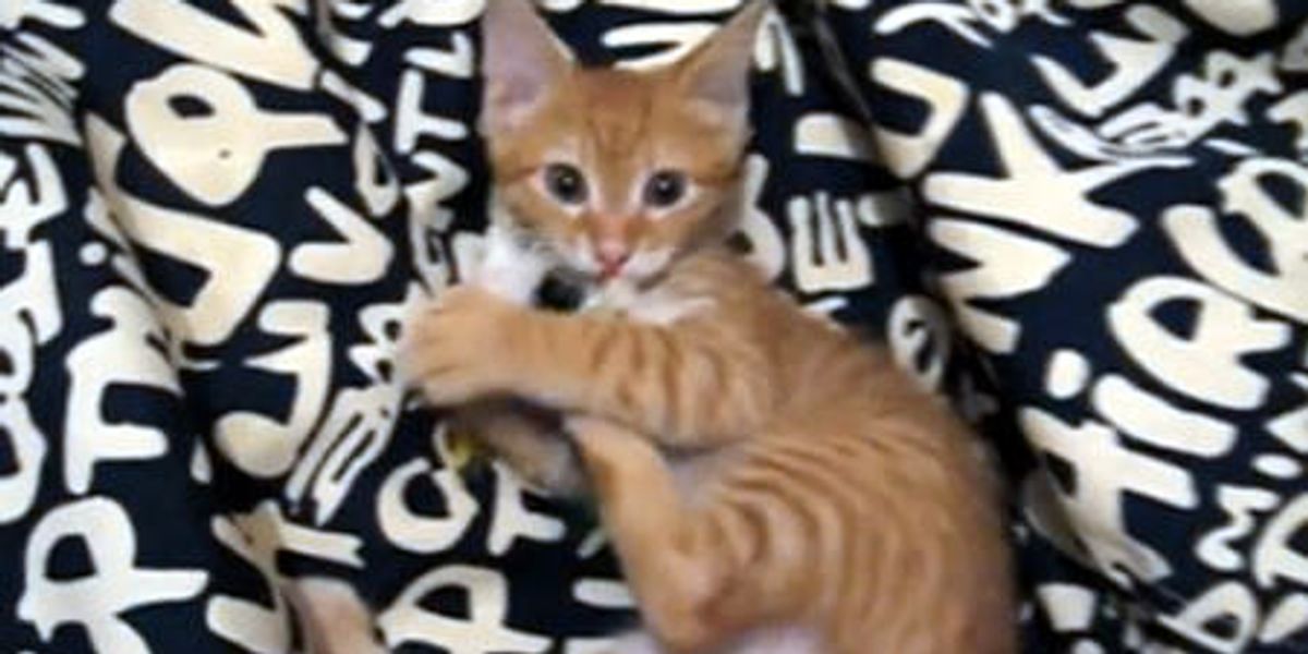 Spike The Kitten - Love Meow