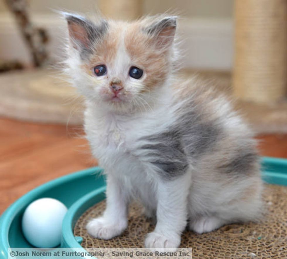Blind Kitten Healing Thanks To Saving Grace - Love Meow