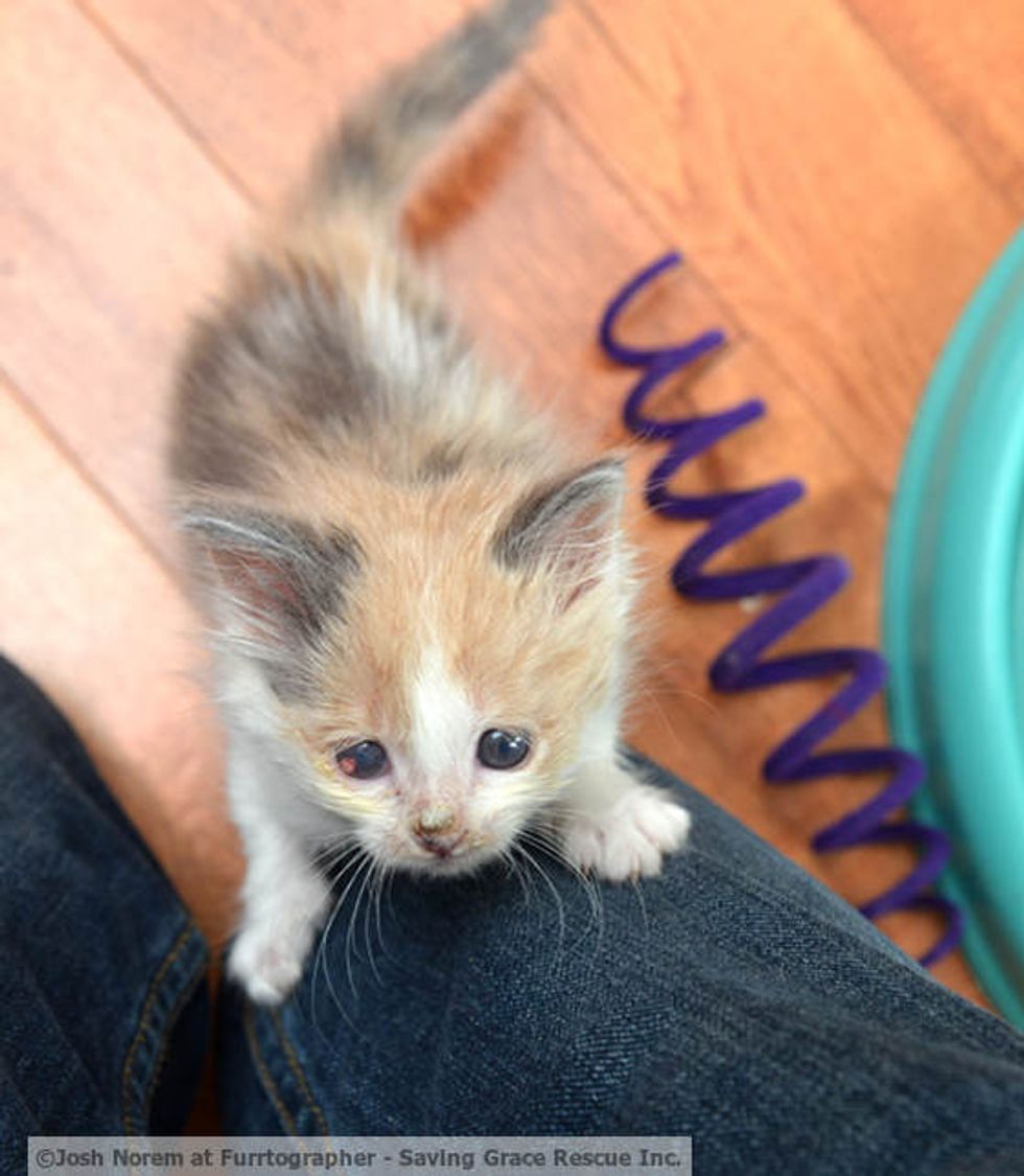 Blind Kitten Healing Thanks To Saving Grace - Love Meow