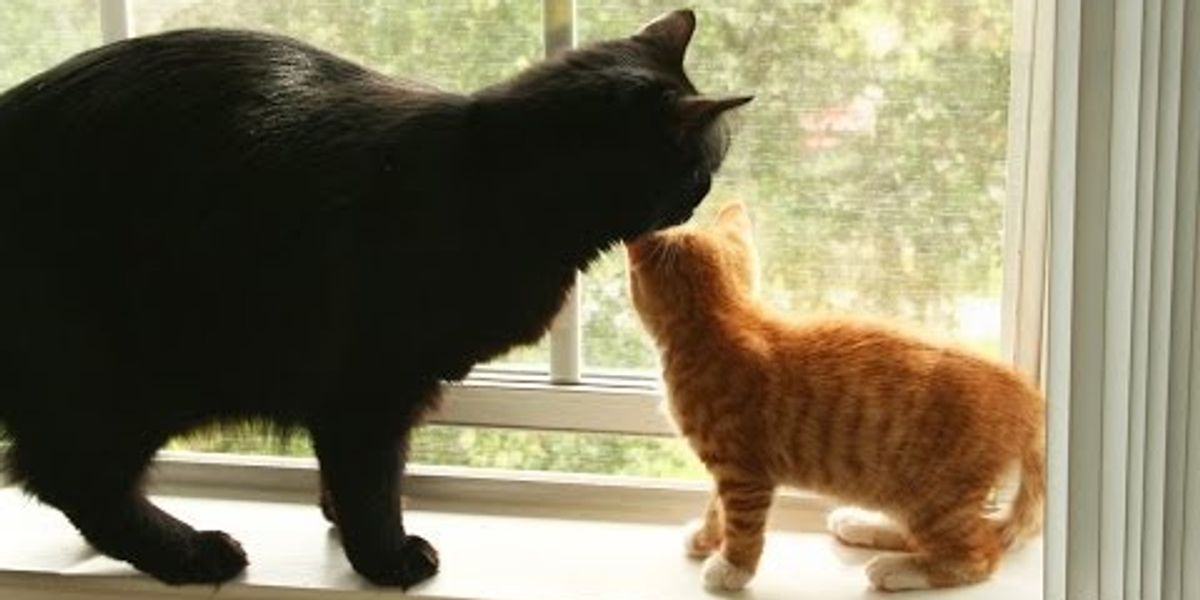 When Cole Met Marmalade... - Love Meow