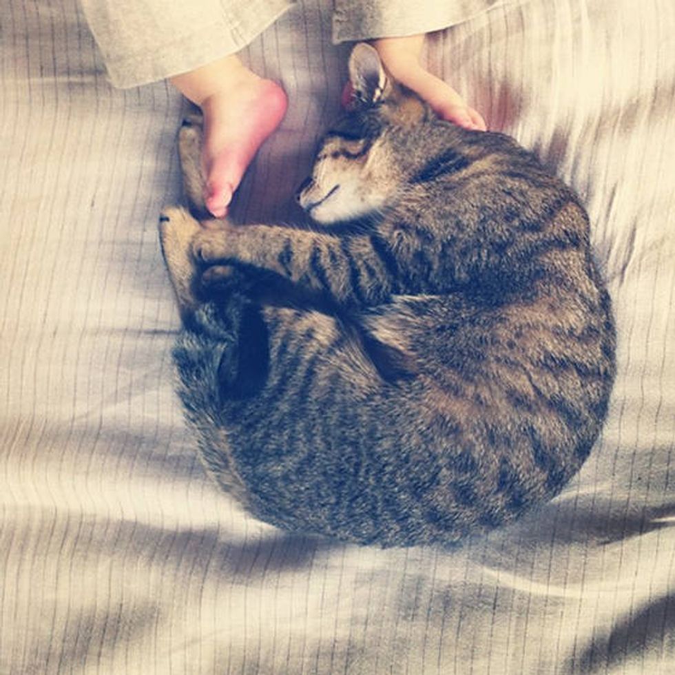 Toco The Cat And His Human: Growing Up Together - Love Meow