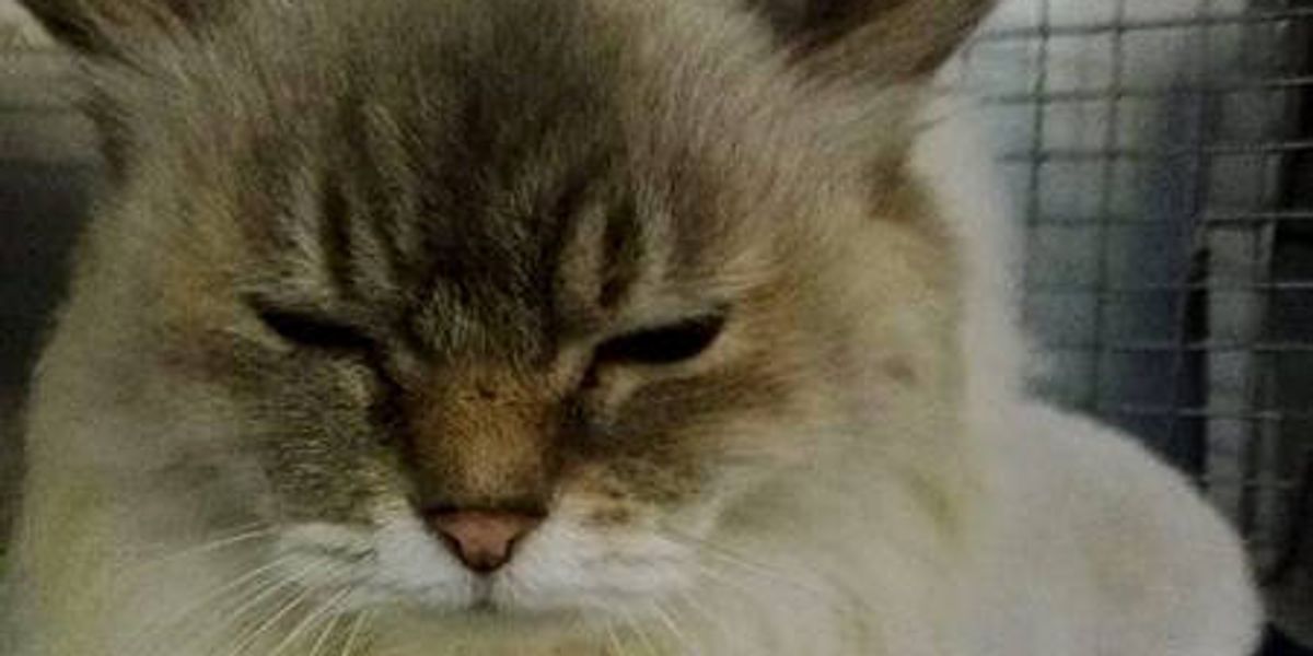 14 Year Old Cat Saved & Adopted By Vet Tech - Love Meow
