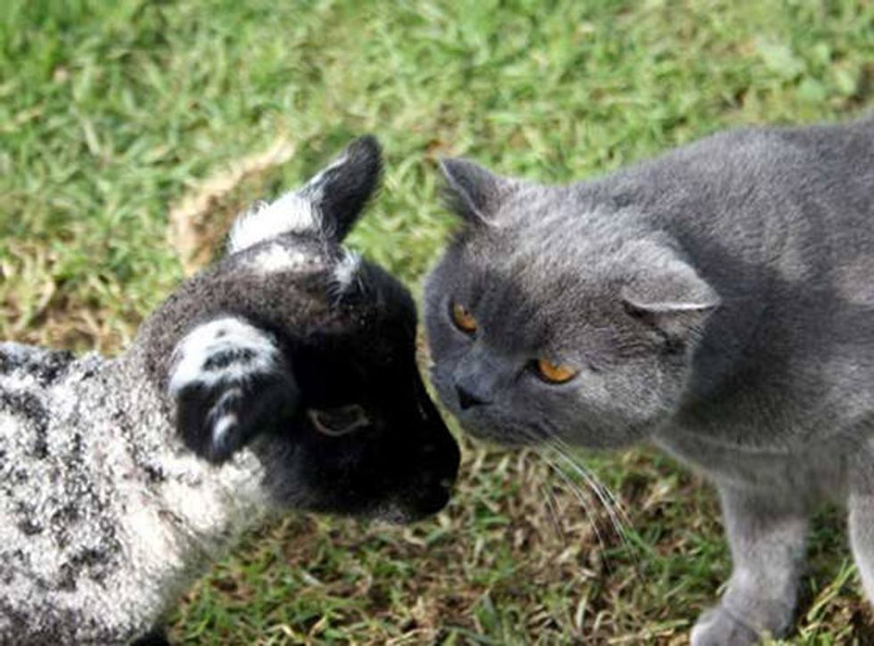 Tiny Blue Kitty Given A Fighting Chance - Love Meow