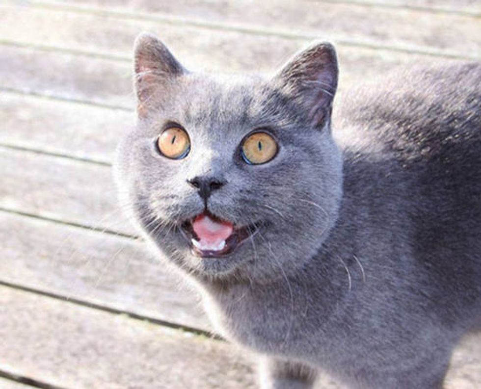 Tiny Blue Kitty Given A Fighting Chance - Love Meow