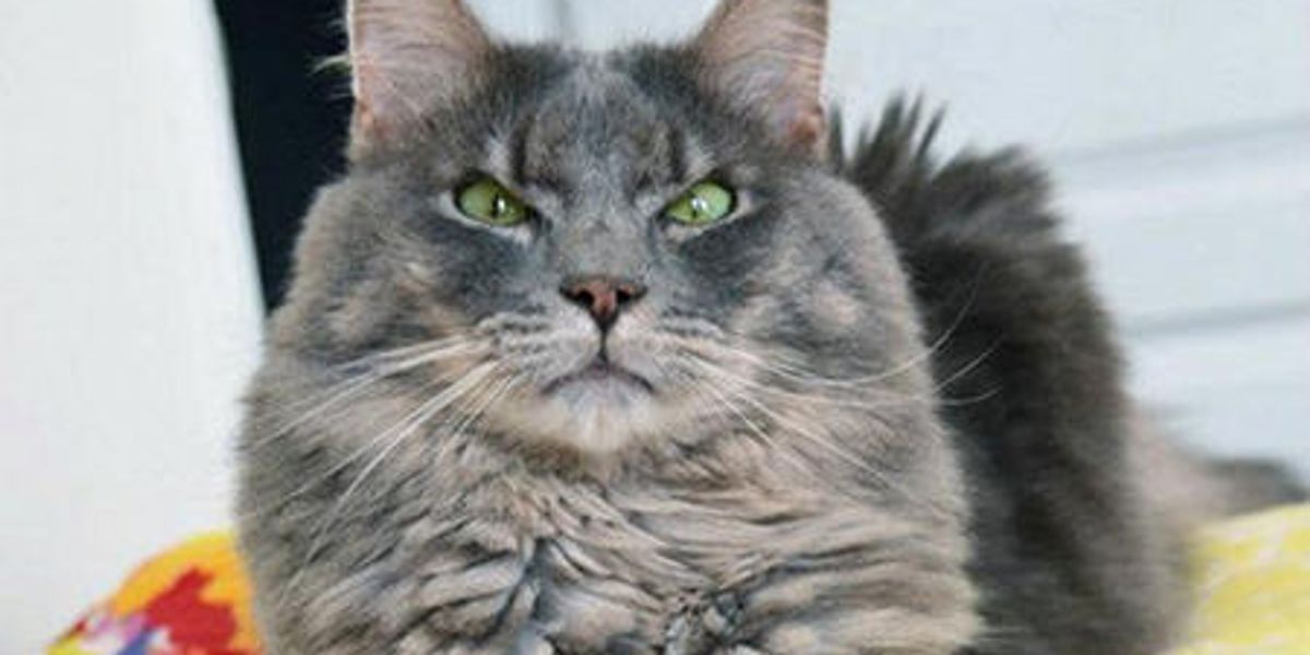 Bowser The Majestic Beast - Love Meow