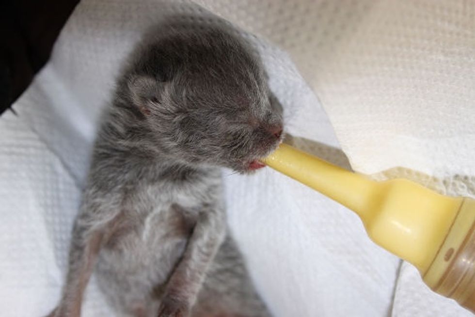 Tiny Blue Kitty Given A Fighting Chance - Love Meow