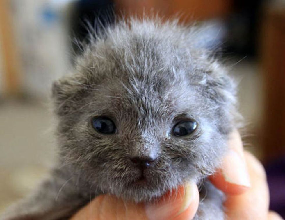 Tiny Blue Kitty Given A Fighting Chance - Love Meow