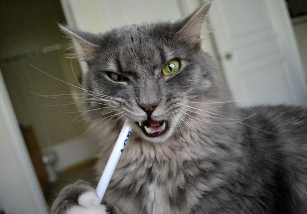 Bowser The Majestic Beast - Love Meow