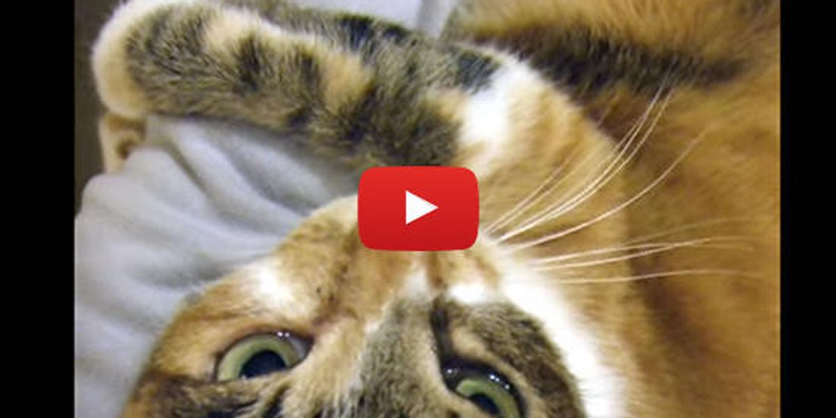 Very Clingy Kitty - Love Meow