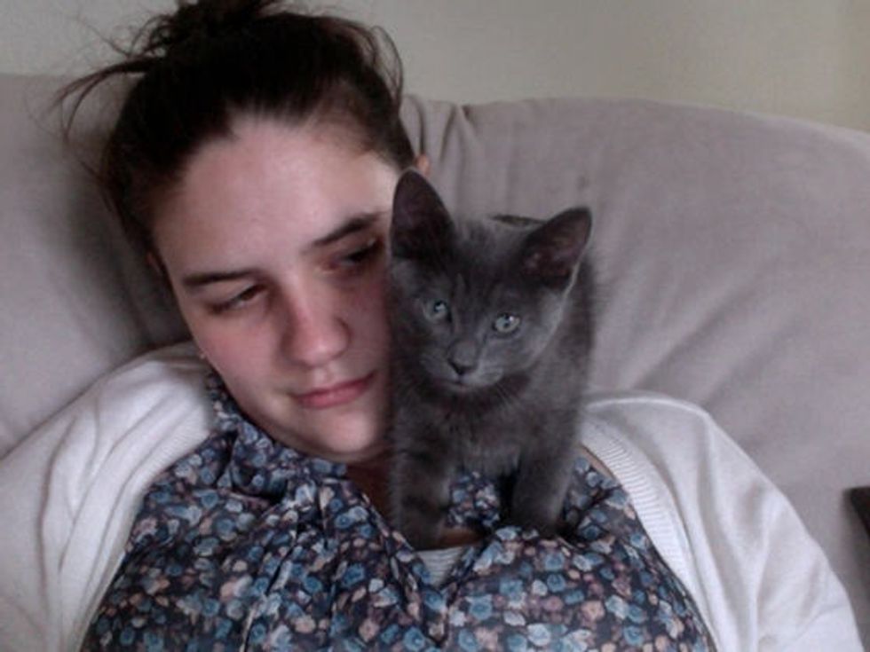 9 Stages Of Browsing The Internet With A Cat - Love Meow